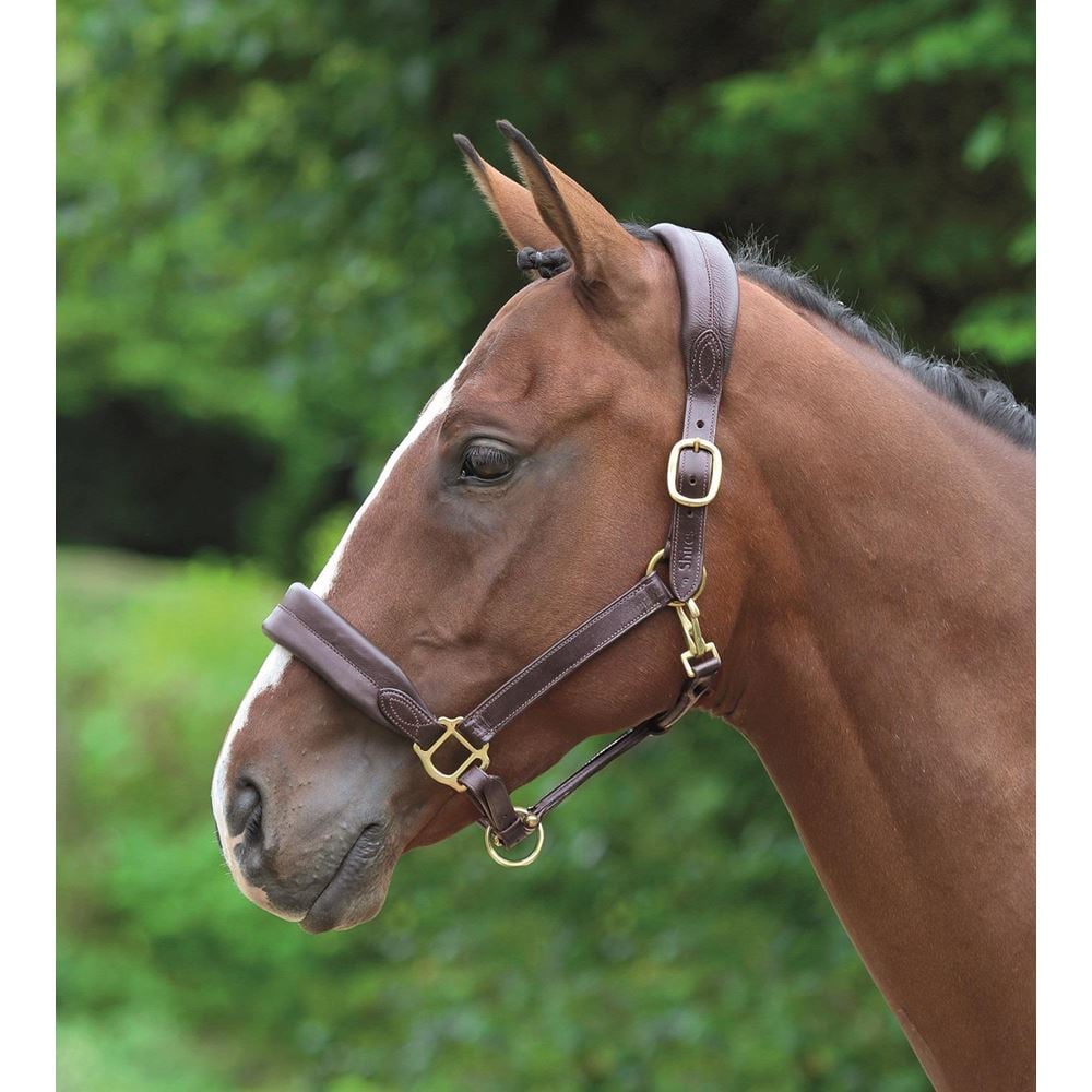 Bridles For Horses Black, Havana, Shires Velociti GARA Flash Noseband ...